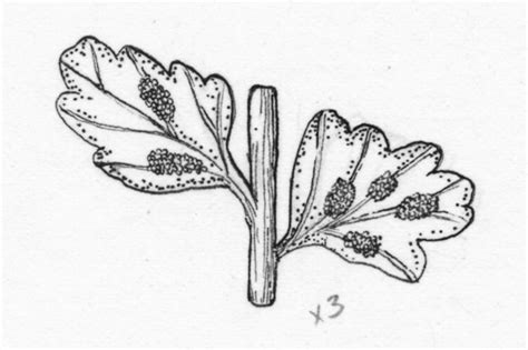 Asplenium Viride Green Spleenwort Go Botany
