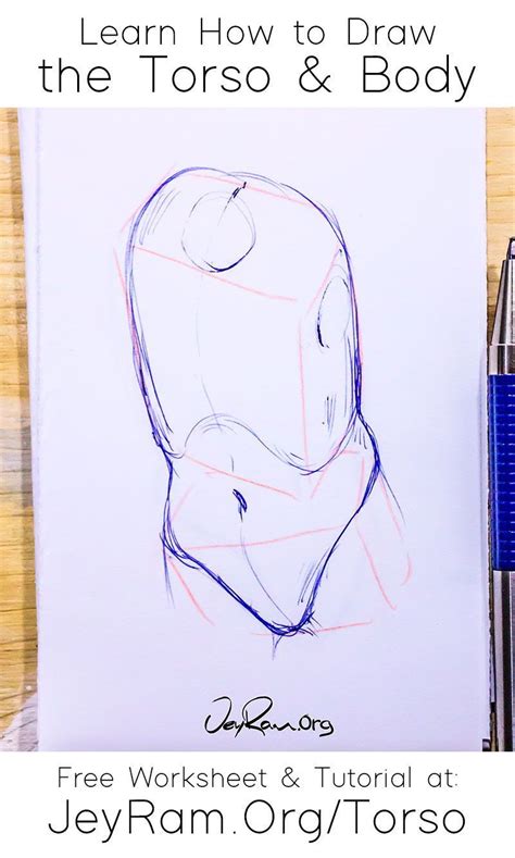 How To Draw The Torso Step By Step Tutorial Free Practice Worksheet Printable Jeyram Drawing