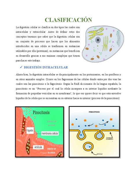 DigestiÓn Celular Pdf Digestión Enzima