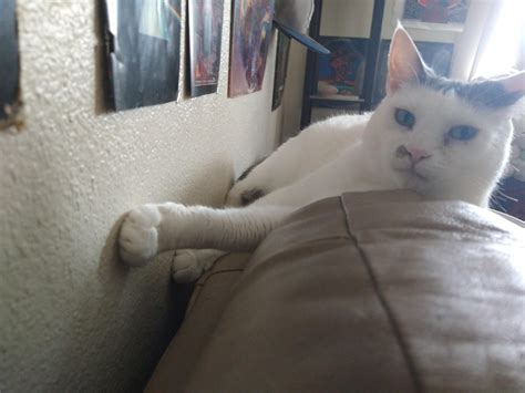 Candid King Bandit Rcatpics