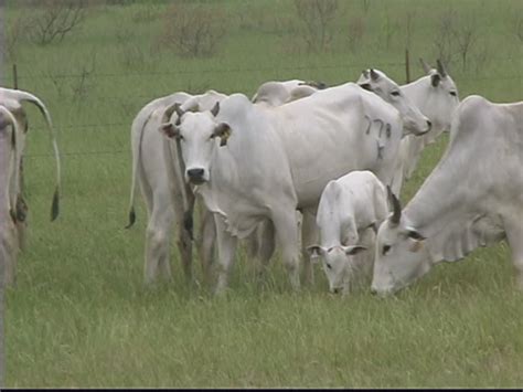 Bugwood Video Brahman Cattle 00000227