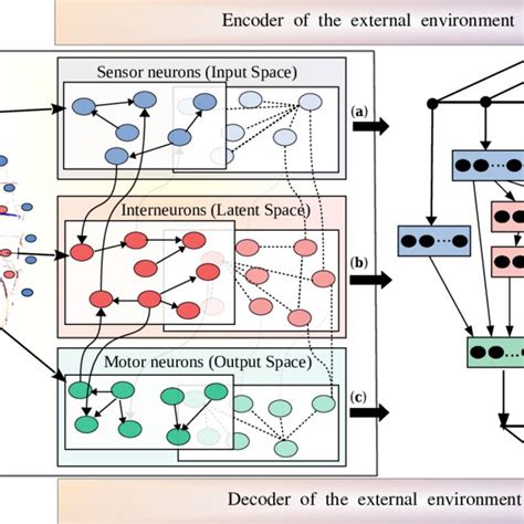 The Connectome Of Celegans Is Represented As A Fully Connected Graph