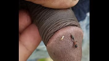 Ant Bite My Penice XVIDEOS COM