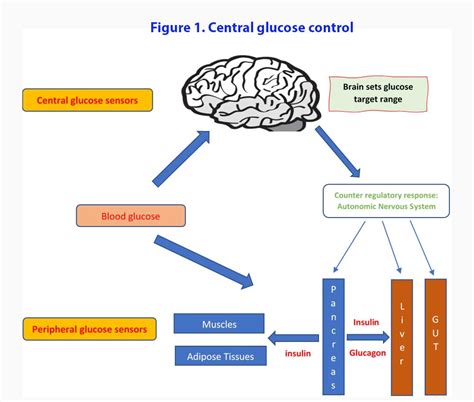 Brain Glucose Control A Cause Of Type 2 Diabetes Gp Voice