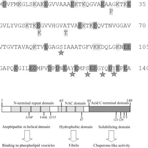 Human Synuclein Sequence And Domains Acidic And Basic Amino Acids In Download Scientific