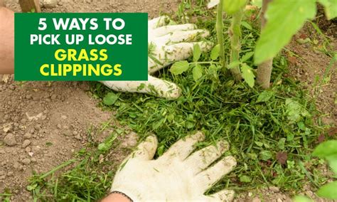 5 Ways To Pick Up Loose Grass Clippings And What To Do With Them