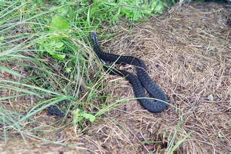 Как избавиться от змей на участке самый эффективный способ