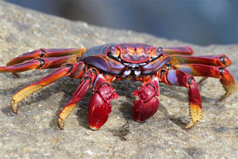 Ecdysozoa Bilder Durchsuchen 1672 Archivfotos Vektorgrafiken Und