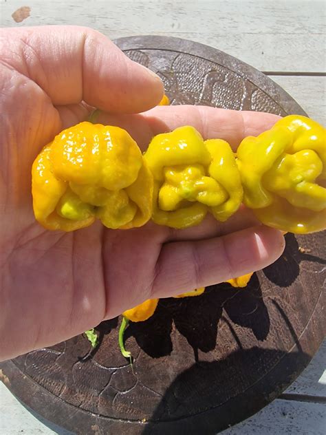 Moruga Golden Chilli Seeds Moruga Golden Pepper Seeds Red Dragon Seeds
