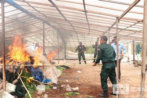 វៀតណាម២នាក់លួចដាំ«កញ្ឆា១ហិកតានៅមណ្ឌលគិរី សុីសុីថាមស៍