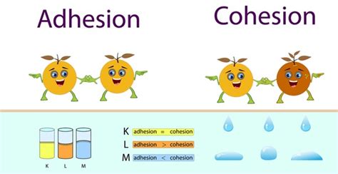 Adhesion Cohesion Over 221 Royalty Free Licensable Stock Illustrations