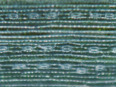 Stomata 1st Batch Object Detection Dataset By Mahmoud Ahmed