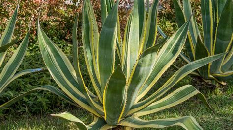 Factsheet Agave Americana Century Plant Agave Americana Nova