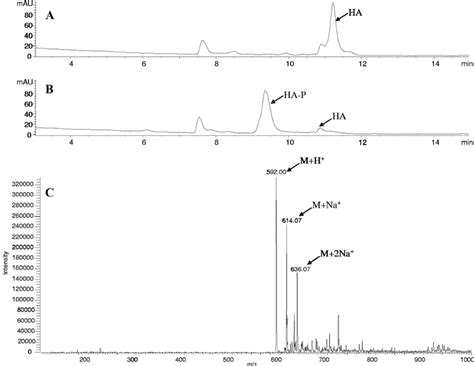 Reversed Phase Hplc Ms Analyses Of Phosphorylation Of Ha By Hyg21 A