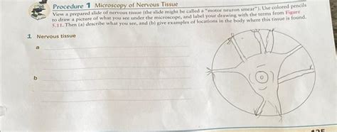 solved procedure 1 microscopy of nervous tissue view a