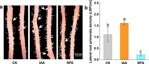 Analysis Of Lateral Root Formation In Exogenous Iaa And Npa Treated