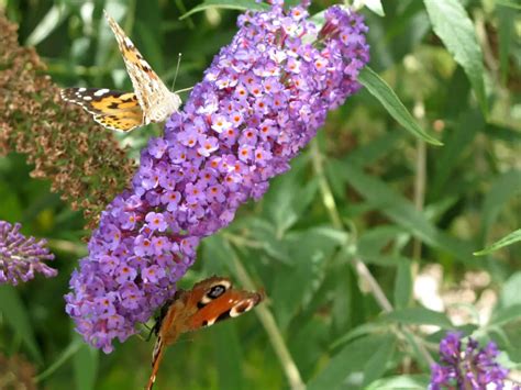Buddleia Butterfly Bush A To Z Flowers
