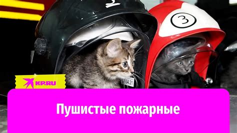 Пушистые пожарные - YouTube