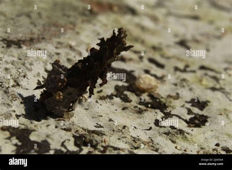 Weird Insect With A Protective Cocoon Or Shell Coolest Camouflage Insect Bhadrak Odisha
