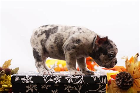 Phoebe 013 Sacriver Kennels