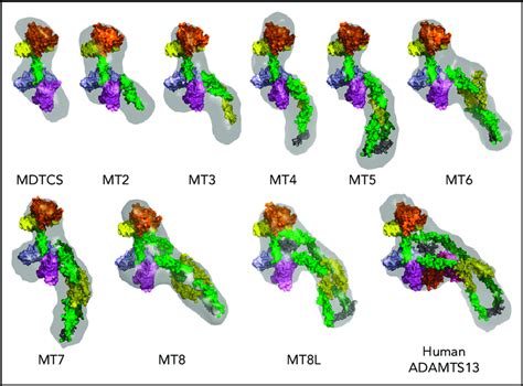 Ab Initio Envelopes And Molecular Models Of Adamts13 C Terminal