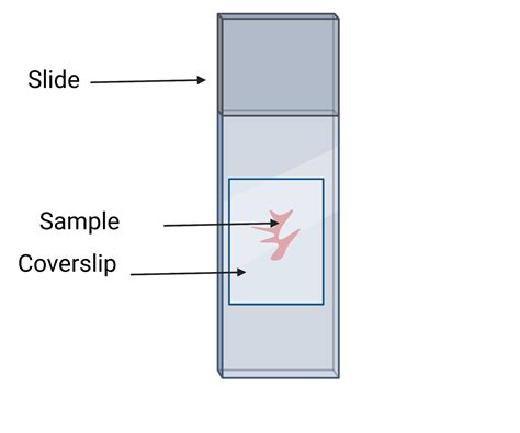 How To Use A Microscope Properly Biology Notes Online