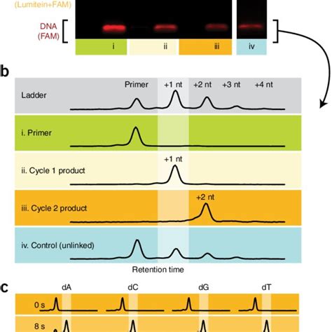 Tdt Dntp Conjugates For Reversible Termination Of Primer Elongation A