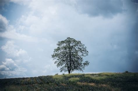 Premium Photo A Tree With Blue Sky