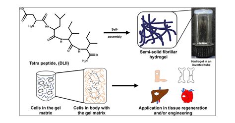 Ultrashort Peptide Based Hydrogel For The Healing Of Critical Bone Defects In Rabbits Acs