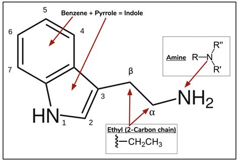 Psychedelic Tryptamine Chemistry Psychedelics Today