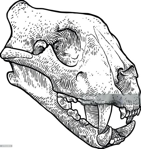 Cat Skull Illustration Drawing Engraving Ink Line Art Vector Stock