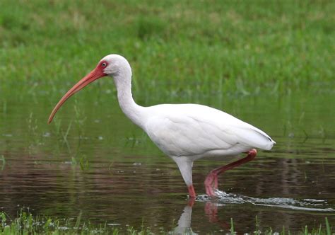 White Ibis All Bird Species