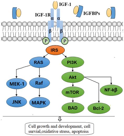 Schematic Diagram Of Commonly Accepted Igf Signaling The Half Life And