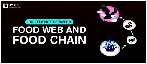 Difference Between Food Chain And Food Web