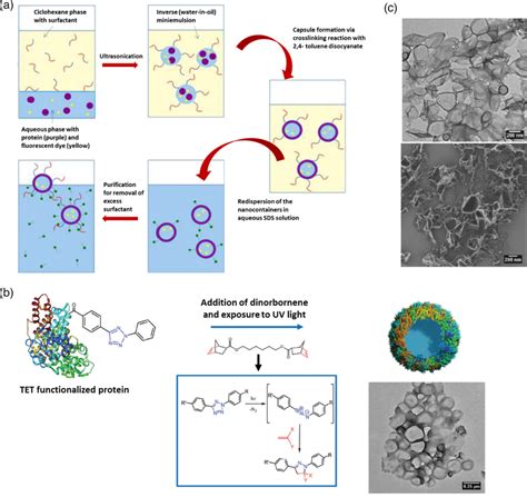 A Synthesis Of Protein Nanocapsules Via Cross‐linking Reaction In An