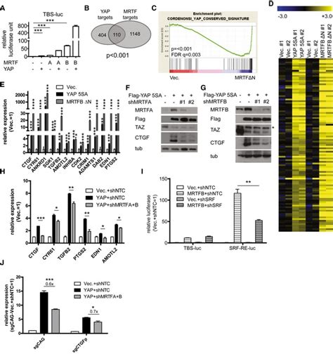 Mrtf Potentiates Tead‐yap Transcriptional Activity Causing Metastasis Pmc