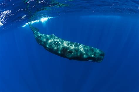 All Different Types Of Whales In The Oceans With Photos WildlifeTrip