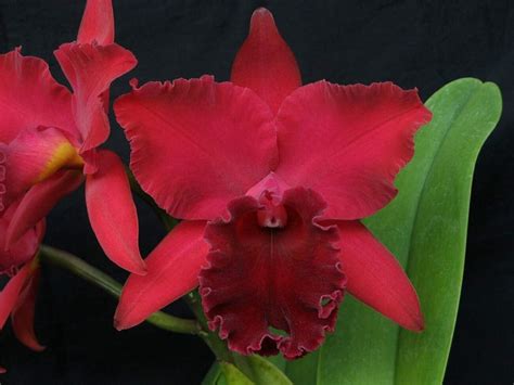 Rlc Sharon King‘yuki カトログ ～ カトレヤ交配種のブログ Hybrid Cattleyas