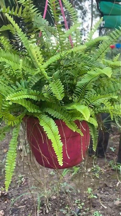 Fern Root Tap Root Roots Root Fern Plant Hanging Viral Trending Shorts Shortvideo Yt