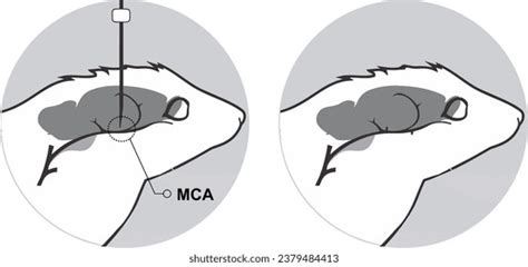 Rat Surgery Over 34 Royalty Free Licensable Stock Vectors And Vector Art Shutterstock