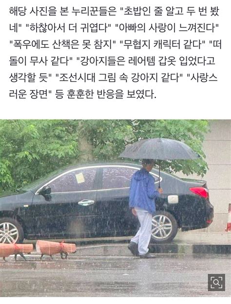 초밥인 줄 알고 두 번 봤네…비오는 날 돗자리 우비 입은 강아지들 인스티즈 Instiz 이슈 카테고리