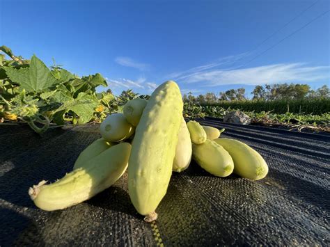 Silver Slicer Cucumber High Desert Seed Gardens