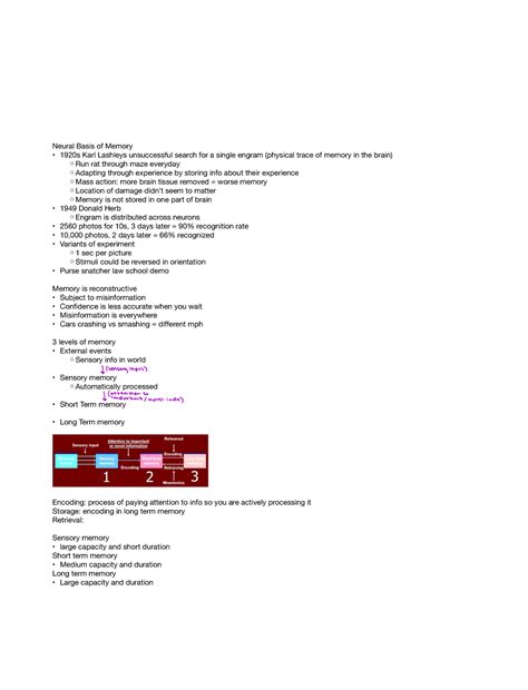 Lecture 9 Memory Intro To Psych Neural Basis Of Memory 1920s Karl