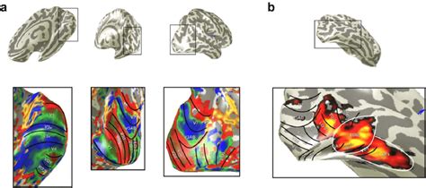 Fig Ure 1 A Retinotopically Defined Rois Upper Row Shows The Download Scientific Diagram