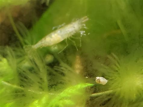 My 2nd Generation Berried Ghost Shrimp Rshrimptank