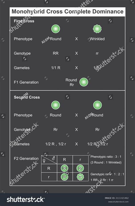 Monohybrid Cross Complete Dominance Colorful Symbols Stock Vector