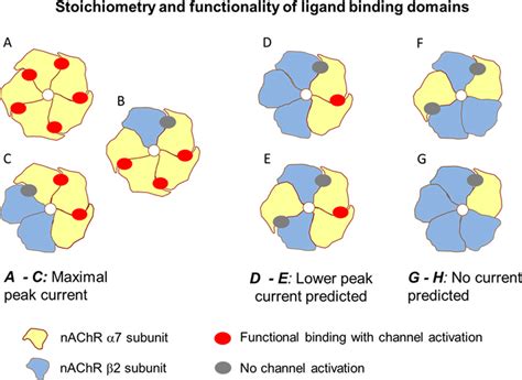 Stoichiometry And Functional Binding Of Agonists Proposed Model Download Scientific Diagram