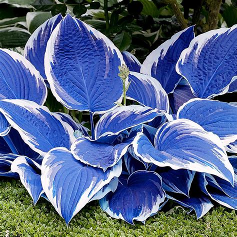 Xeloeia Hosta Plant Seeds Perennial 200pcs Rare Blue