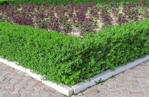 Liguster Kombinieren Ideen Für Hecke And Kübel