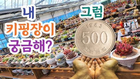 3️⃣월2️⃣7️⃣🏡내키소내 키핑장을 소개합니다와🏡 키우는 다육이들 키핑장 오복다육 키핑장 Succulent 다육이 Youtube